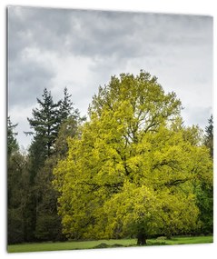 Obraz zeleného stromu uprostřed pole (30x30 cm)