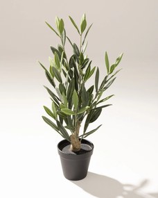 Olivovník Mini v květináči 50 cm