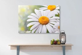 Obraz květiny heřmánku - 120x80 cm