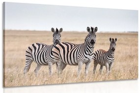 Obraz tři zebry v savaně - 120x80 cm