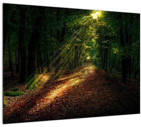 Skleněný obraz lesní cesty (70x50 cm)