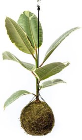Kokedama Ficus Elastica Tineke (L)