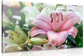 Obraz rozkvetlé lilie v zahradě Varianta: 120x80