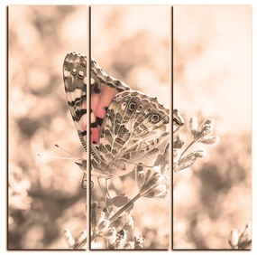 Obraz na plátně - Motýl na levandule - čtverec 3221FB (105x105 cm)