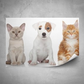 Plakát - Dvě koťata a štěně (60x40 cm) - PopyDesign