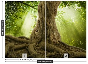 Fototapeta Velké kořeny stromů 104x70