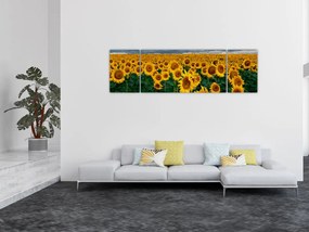 Obraz slunečnicového pole (170x50 cm)