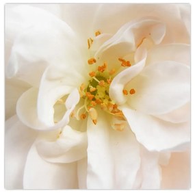 Obraz - Květ (30x30 cm)