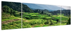 Obraz rýžových polí (170x50 cm)