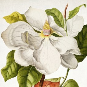 Obrázek jižní magnolie A4 (210 x 297 mm): A4