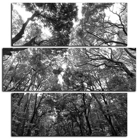 Obraz na plátně - Zelené stromy v lese - čtverec 3194QD (105x105 cm)