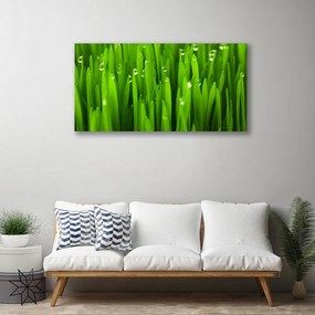 Obraz na plátně Tráva Příroda Rostlina 100x50 cm