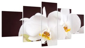 Obraz květů orchideje (150x80 cm)