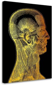 Gario Obraz na plátně Zlatá anatomie, svaly obličeje - Gab Fernando Rozměry: 40 x 60 cm