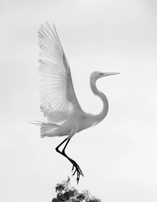 Umělecká fotografie Taking off, Vicki Lai, (30 x 40 cm)