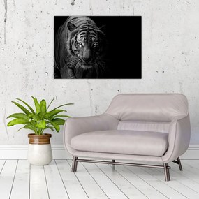 Skleněný obraz divokého tygra (70x50 cm)