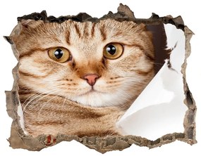 Wallmuralia Díra 3D fototapeta na stěnu nálepka Kočka 95x64 cm