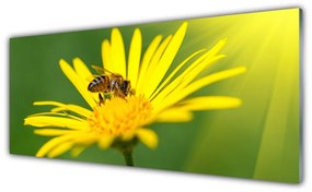 Plexisklo-obraz Vosa Květ Rostlina Příroda 125x50 cm