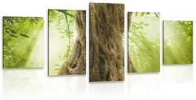 5-dílný obraz kořen stromu - 100x50 cm