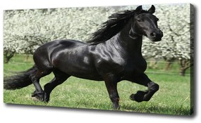 Wallmuralia Foto obraz na plátně do obýváku Černý kůň květiny 100x50