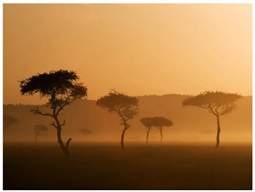 Fototapeta - Massai Mara