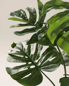 Monstera Mini v květináči 90 cm