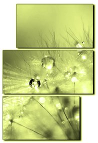 Obraz na plátně - Dandelion z kapkami rosy- obdélník 7262ZD (90x60 cm)