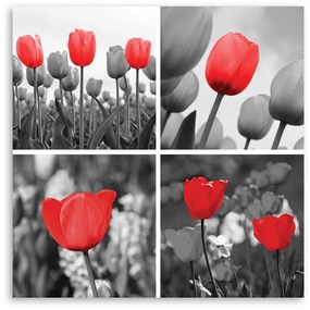 Gario Obraz na plátně Sada červených tulipánů v šedé barvě Rozměry: 30 x 30 cm