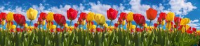 DIMEX | Fototapeta do kuchyně Pole tulipánů KI-260-131 | 260 x 60 cm | zelená, modrá, červená, žlutá