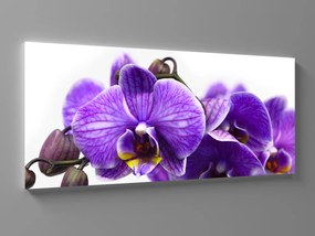 Obraz na plátně fialová orchidej Rozměr: 100 x 45 cm