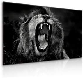 Obraz lev - král zvířat Velikost (šířka x výška): 150x100 cm