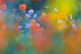 Umělecká fotografie The Colorful Garden, Junko Torikai, (40 x 26.7 cm)