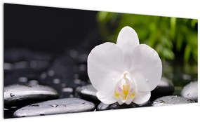 Fotka květu orchideje - obraz auta (100x40cm)
