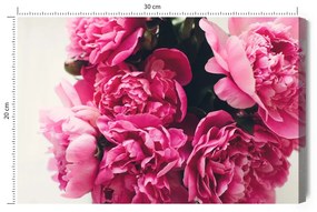 Obraz Kytice Pivoňkových Růží Nedostatek Nedostatek Přírodní plátno 70x50