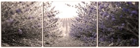 Obraz na plátně - Stezka mezi levanduloví keři - panoráma 566FC (120x40 cm)