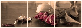 Obraz na plátně - Tři tulipány - panoráma 5144FB (120x40 cm)