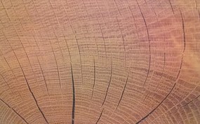 Postel s nočními stolky Capri 180x200 cm, dub wotan/bílá