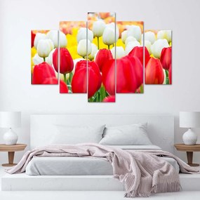 Gario Obraz na plátně Bílé a červené tulipány - 5 dílný Rozměry: 100 x 70 cm