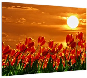 Skleněný obraz rozkvetlého lánu s tulipány (70x50 cm)