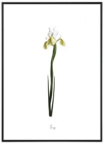 Iris - 50x70 cm Obraz