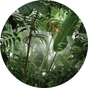 Samolepicí fototapeta CR3313 Jungle 140 x 140 cm