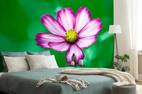 Samolepící fototapeta zahradní květ krasulky - 225x150 cm