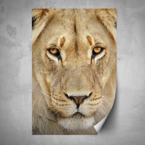 Plakát - Tvář lva (80x120 cm) - PopyDesign