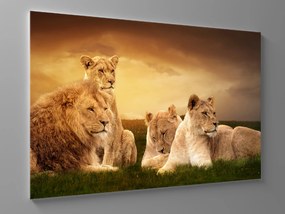Liox Obraz lví rodina Rozměr: 100 x 65 cm