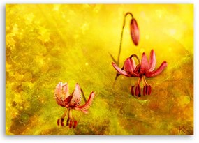 Obraz na plátně, Zaskacené tulipásy květin - 120x80 cm