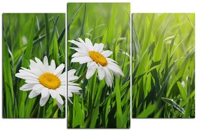 Obraz na plátně - Heřmánek v zelené trávě 185D (105x70 cm)