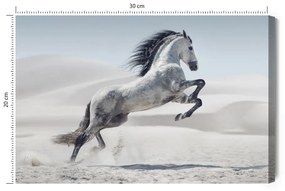 Obraz Kůň V Poušti Nedostatek Nedostatek Přírodní plátno 30x20