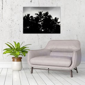 Skleněný obraz černobílý - palmy (70x50 cm)