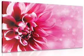 Obraz růžový květ - 90x60 cm