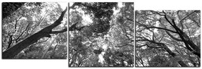 Obraz na plátně - Zelené stromy v lese - panoráma 5194QD (90x30 cm)